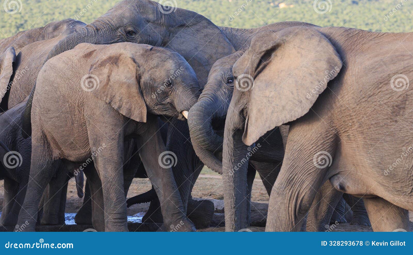 Group of elephants stock photo. Image of elephants, african - 328293678