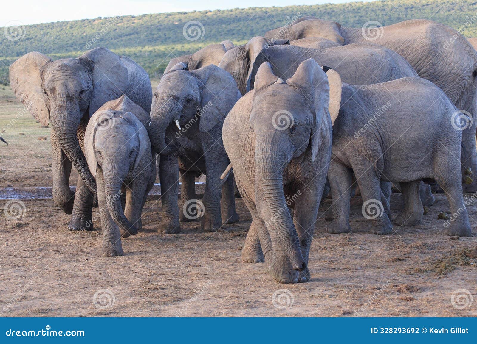 Group of elephants stock photo. Image of huge, large - 328293692