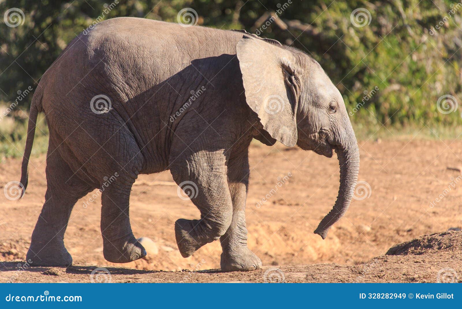 Young elephant stock image. Image of huge, large, trunk - 328282949