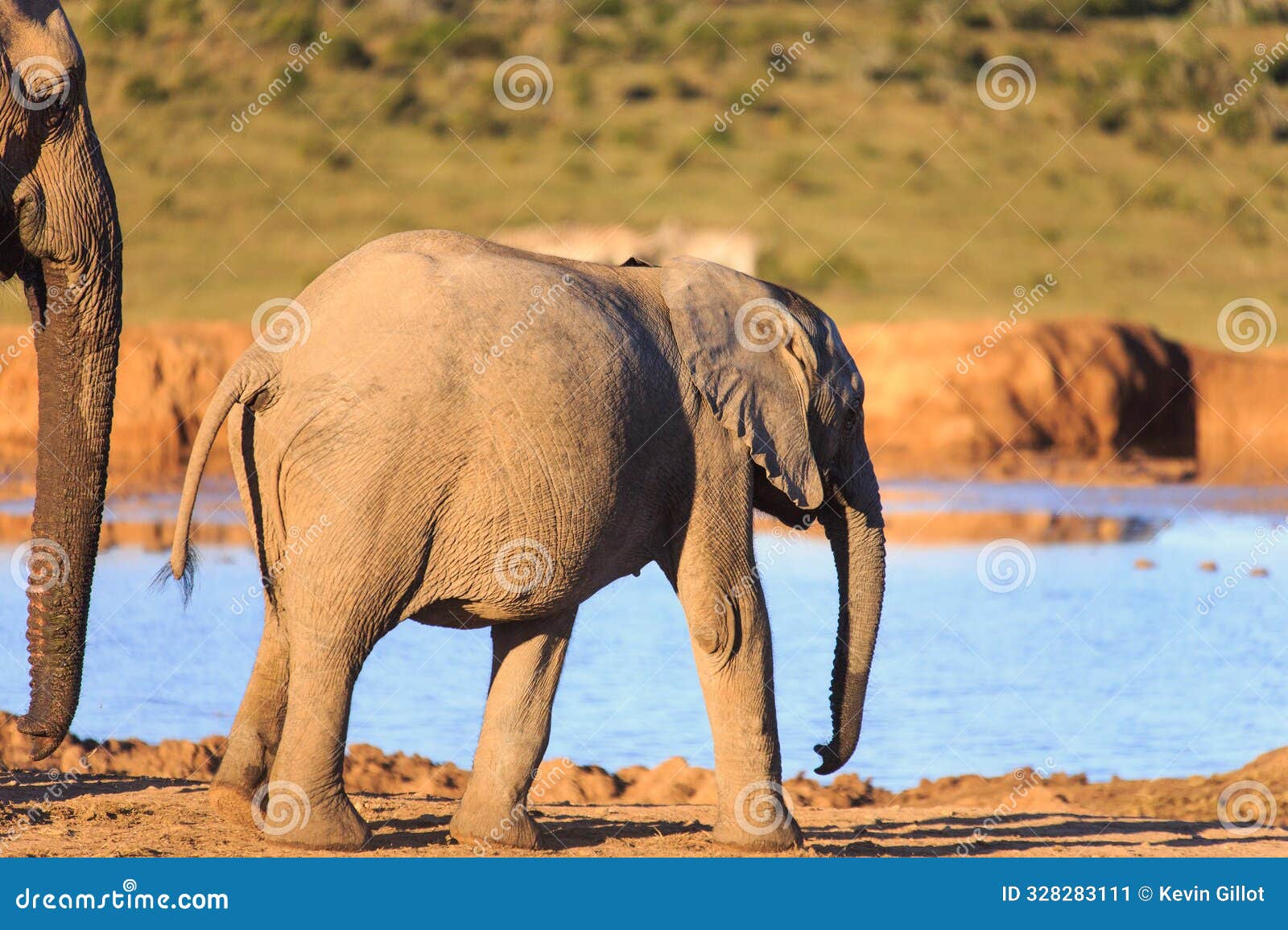 Young elephant stock image. Image of park, terrestrial - 328283111