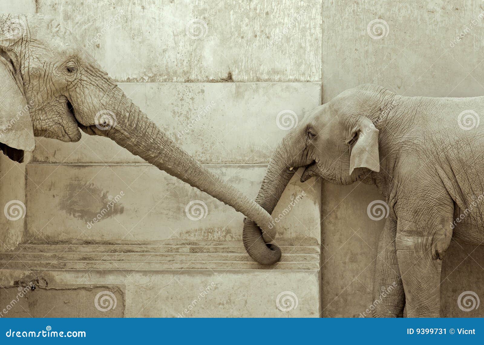 Elephants Love stock image. Image of skin, head, african - 9399731