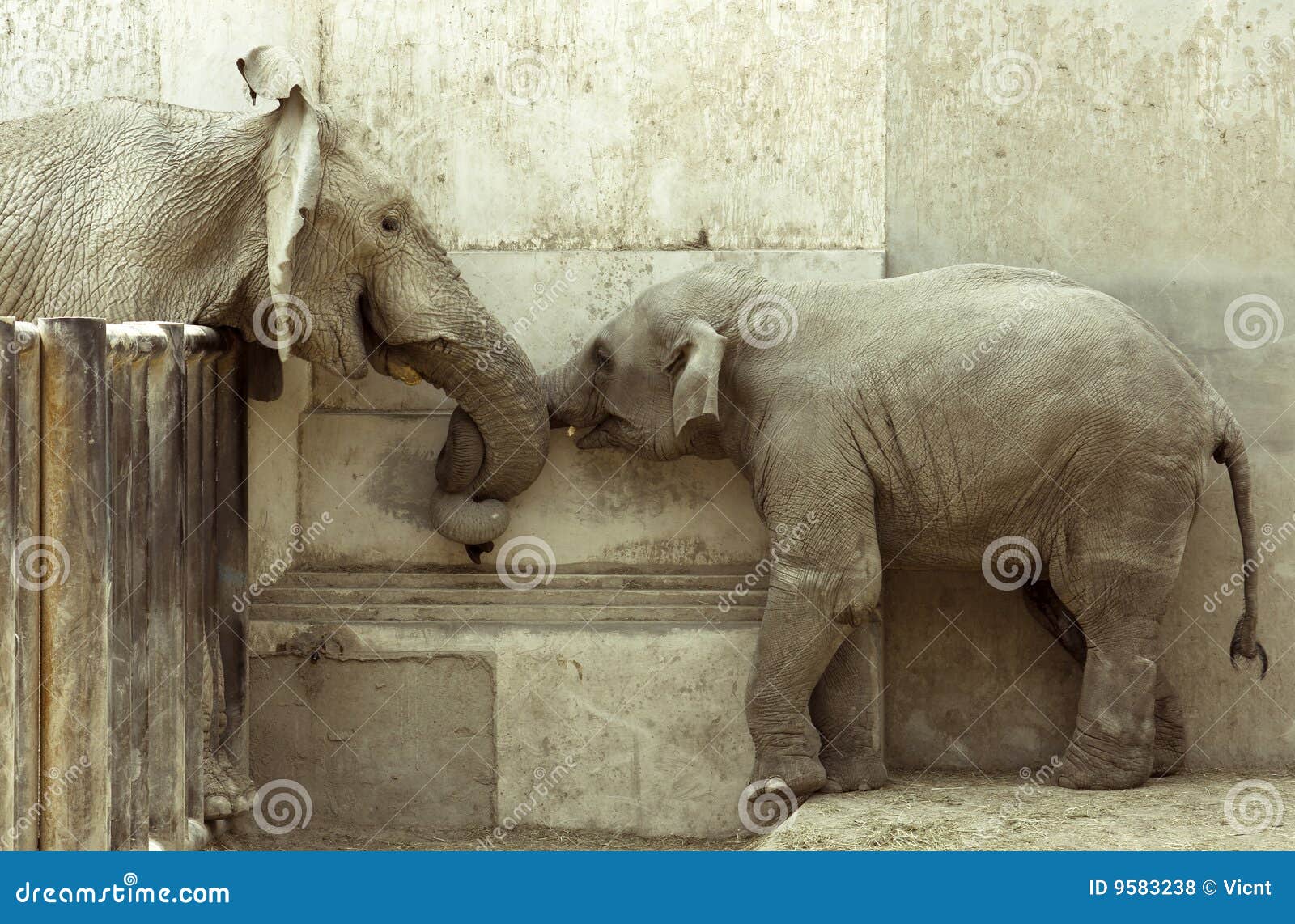 Elephants Love stock photo. Image of intelligence, offspring - 9583238