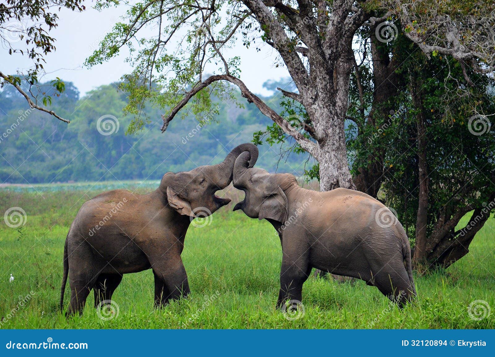 Elephants in Love, Sri Lanka Stock Photo - Image of fauna, elephant ...