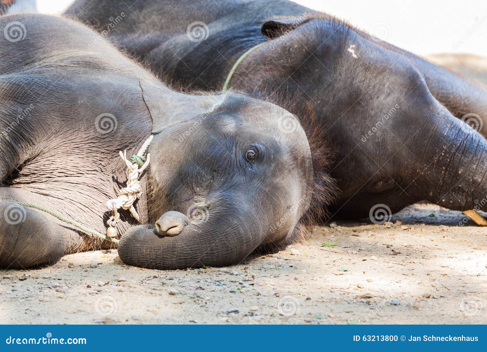 Elephants Lying on Its Side. Stock Photo - Image of camp, grey: 63213800