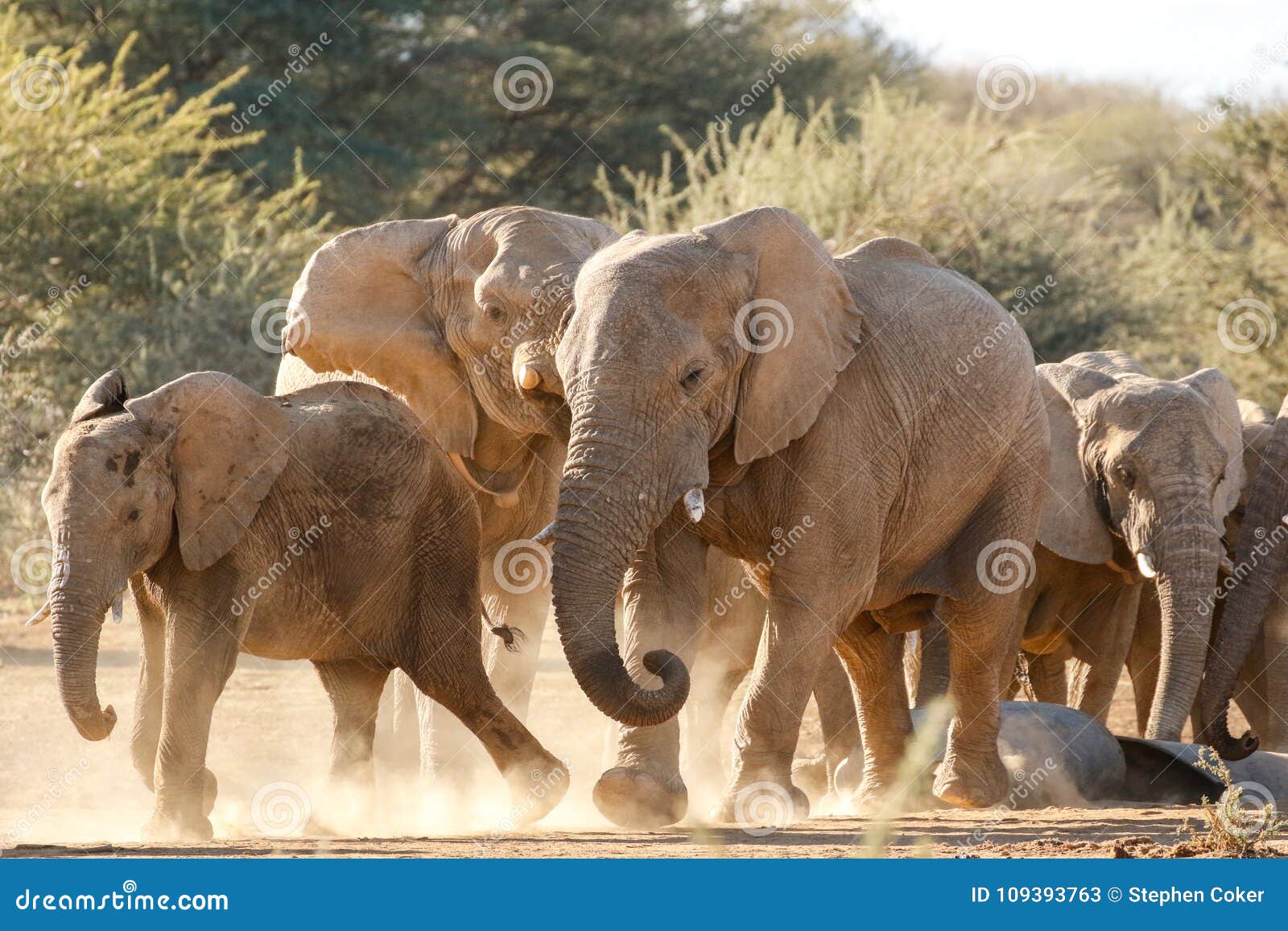 Elephants Marching stock image. Image of dangerous, ivory - 109393763