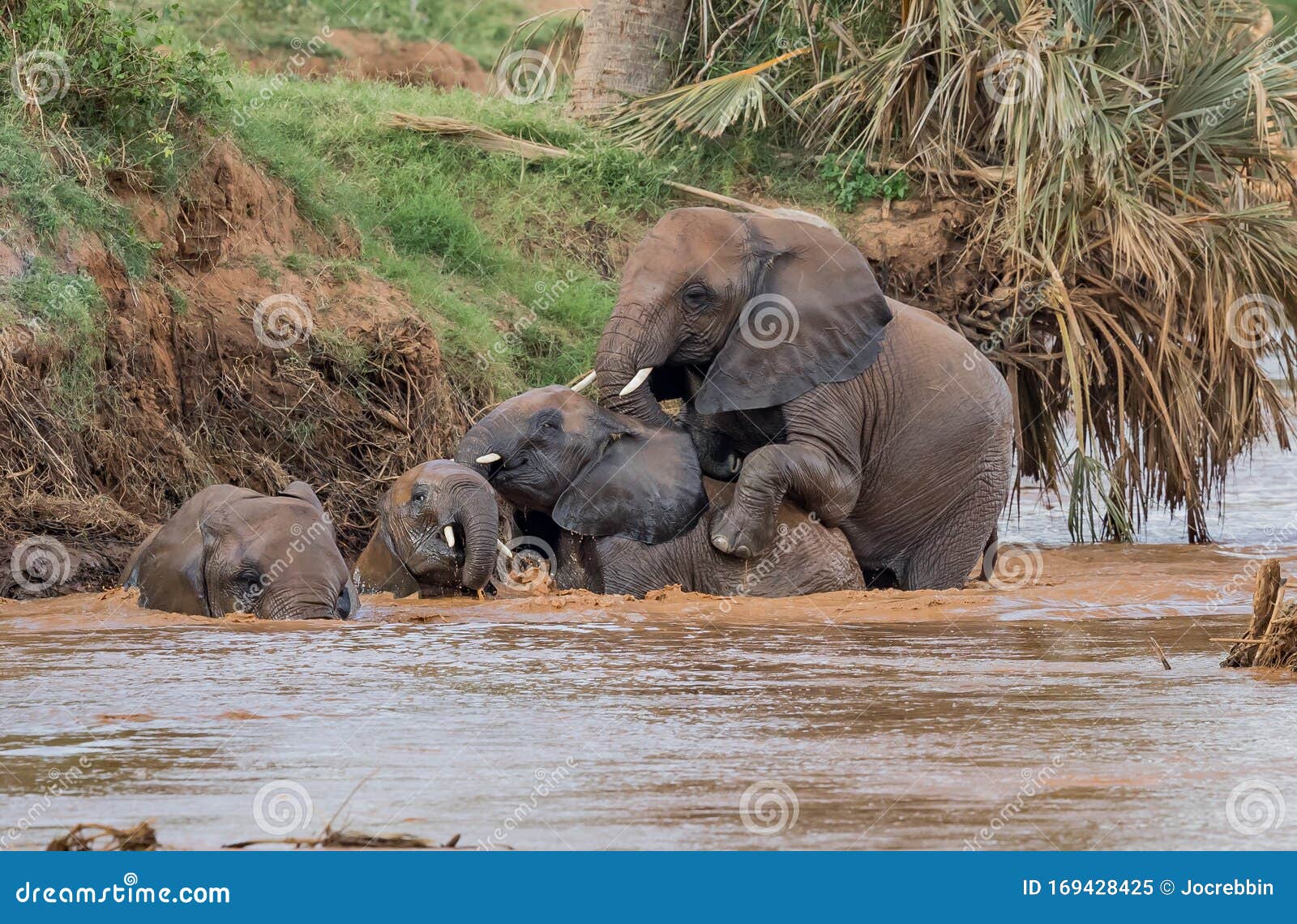 Elephants Mating