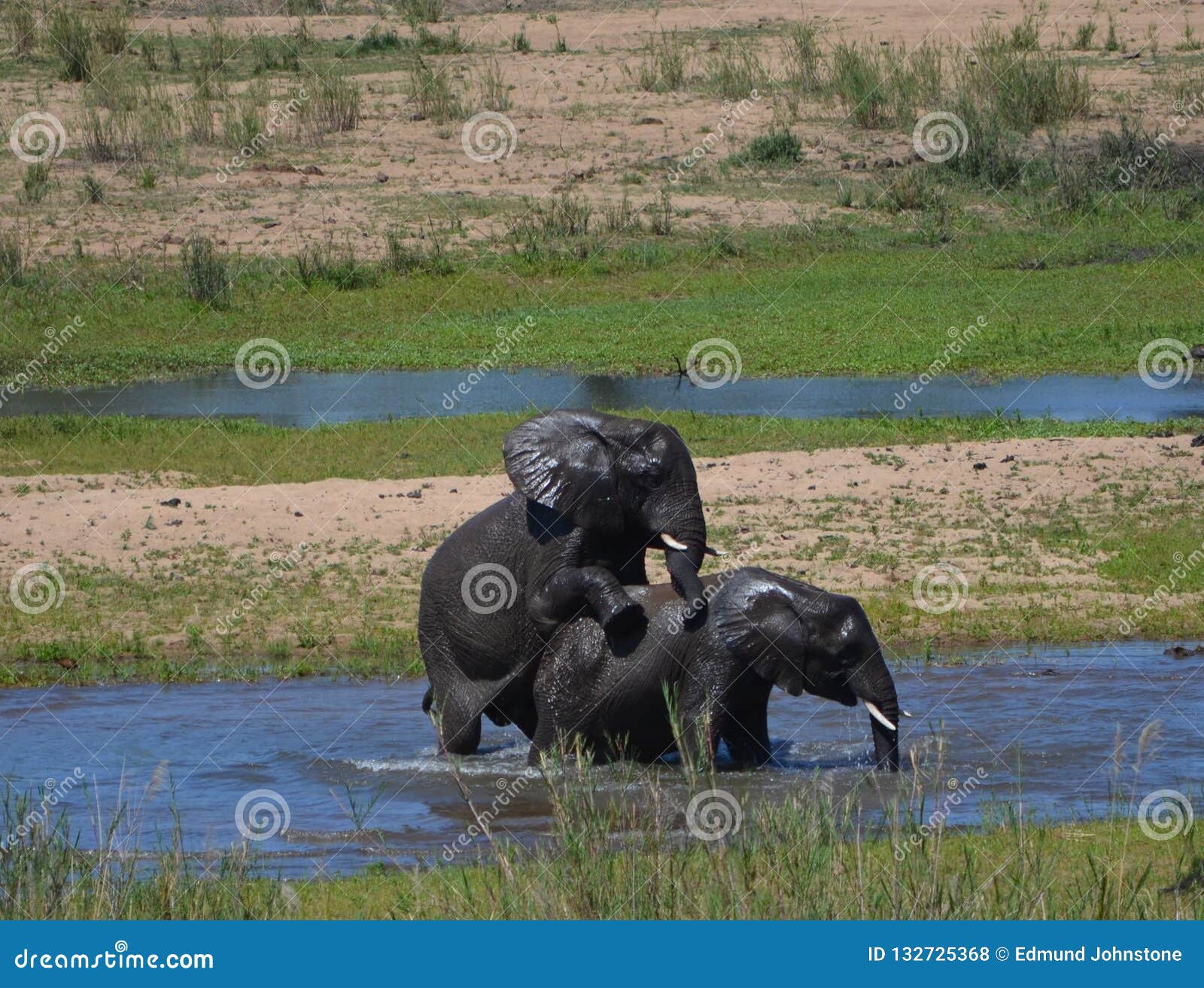 Elephants Mating stock photo. Image of summer, water - 132725368