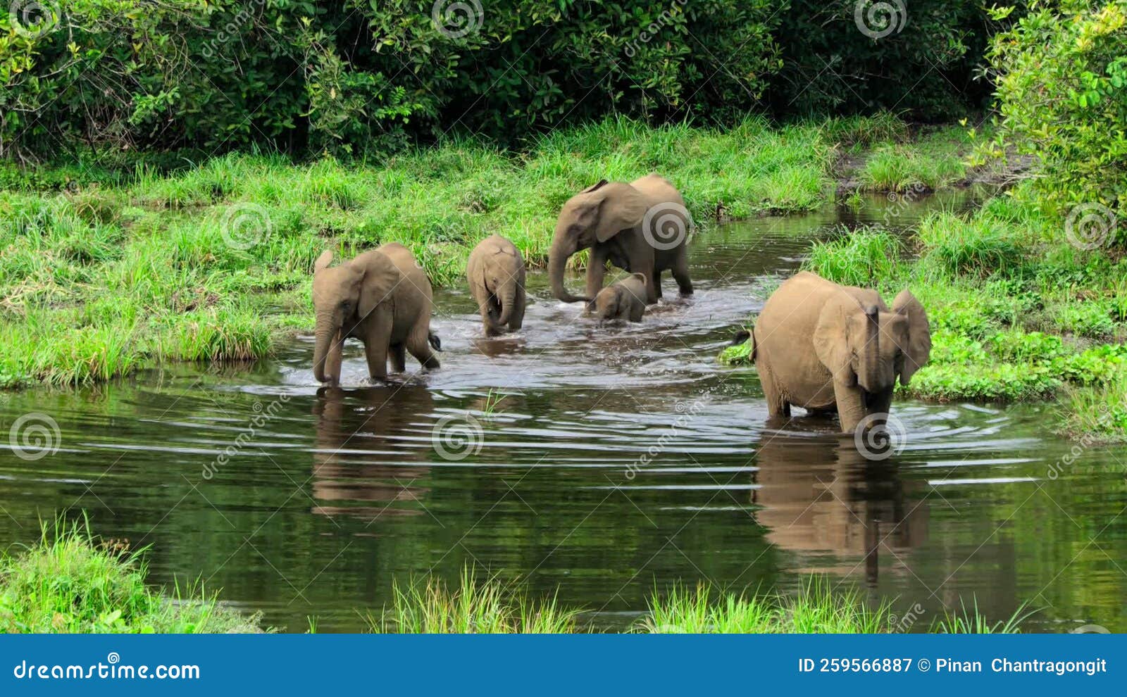 Elephants Mine Salts from the Mud Using Their Trunks in Mbeli Bai Stock ...