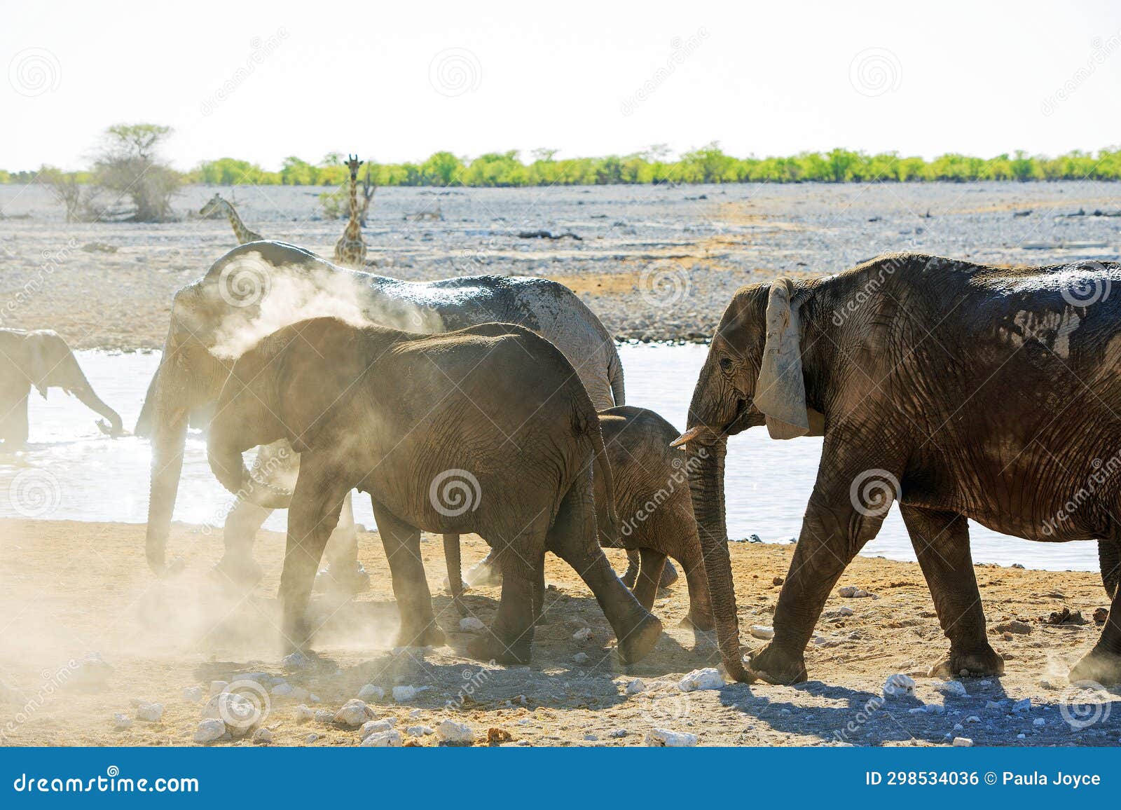 Elephants in the Mist - Caused by Floating Dust Stock Photo - Image of ...