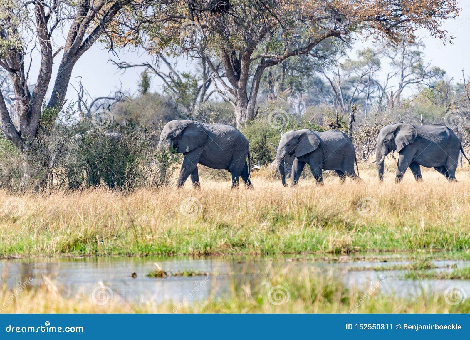 Elephants in Moremi Game Reserve in Botswana in the Okavango Delta ... Elephants in Moremi Game Reserve in Botswana in the Okavango Delta ...