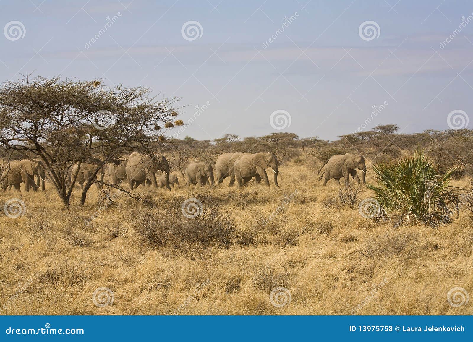 Elephants On The Move Picture. Image: 13975758