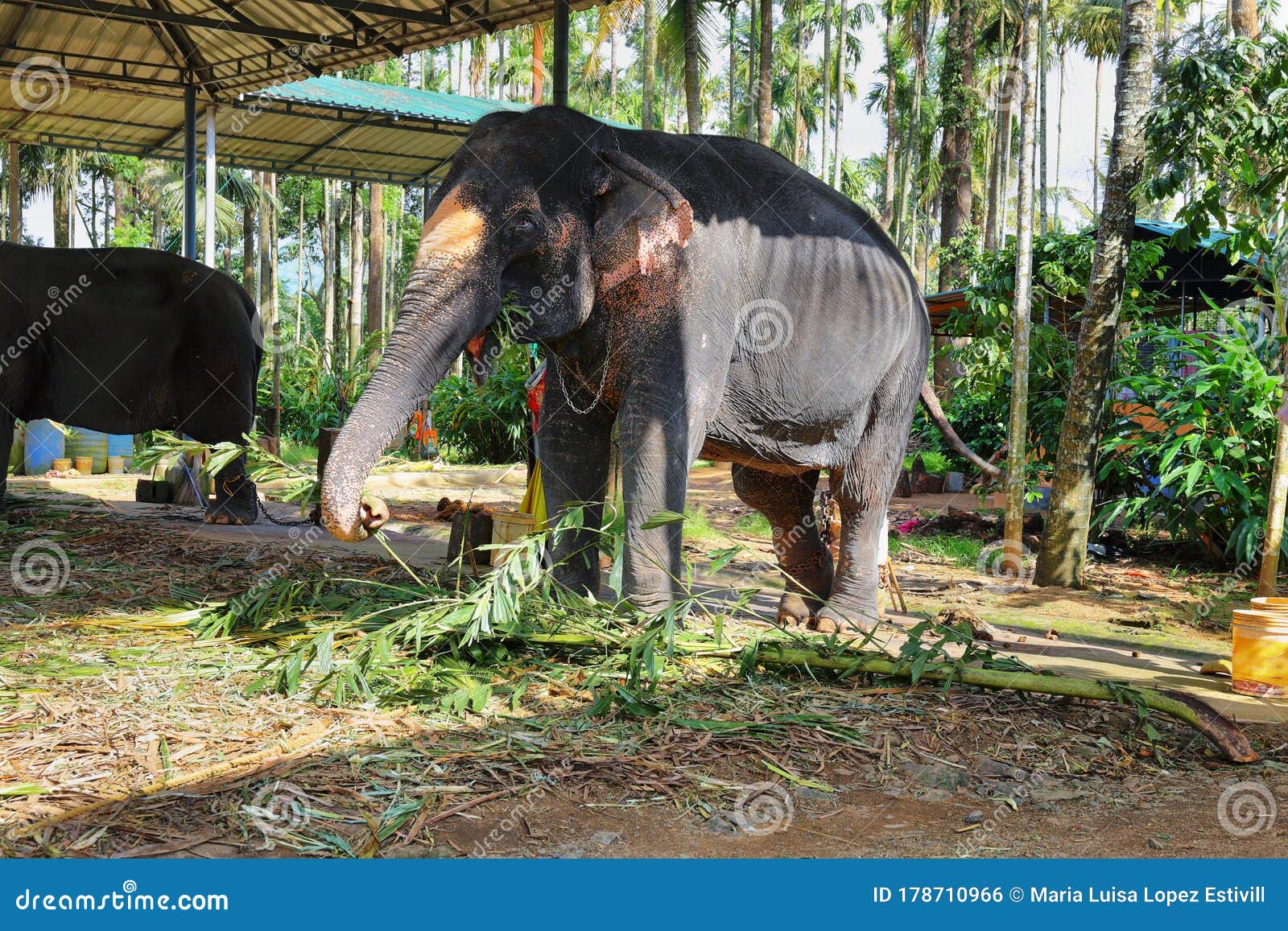 Elephants in Munnar, Kerala, India Stock Photo - Image of fauna ...
