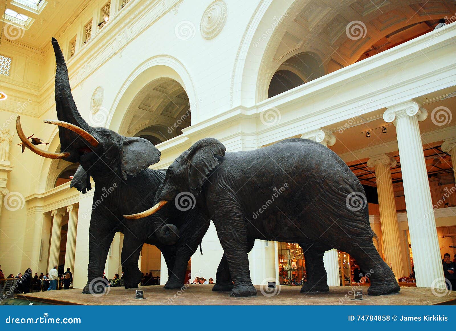 Elephants at the Museum editorial stock photo. Image of learn - 74784858