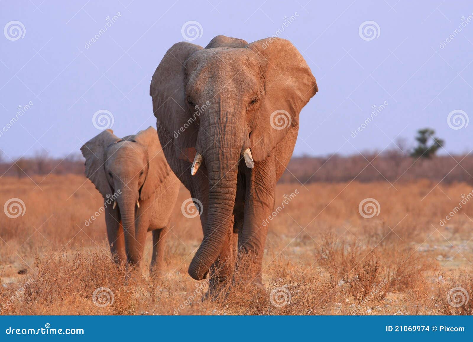 Elephants in Namibia stock photo. Image of female, africa - 21069974