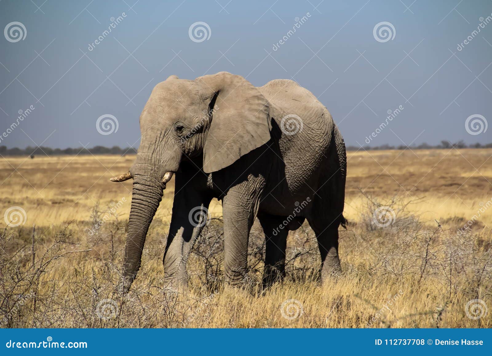 Elephants in Namibia stock photo. Image of vacation - 112737708