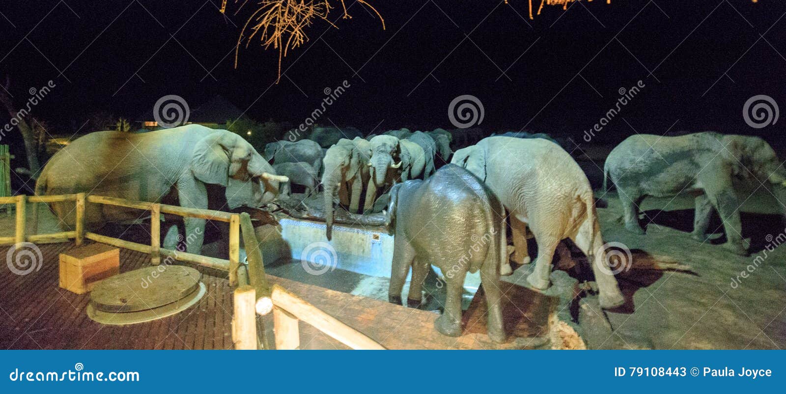 Elephants at Night Around the Camp Stock Image - Image of pool, night ...