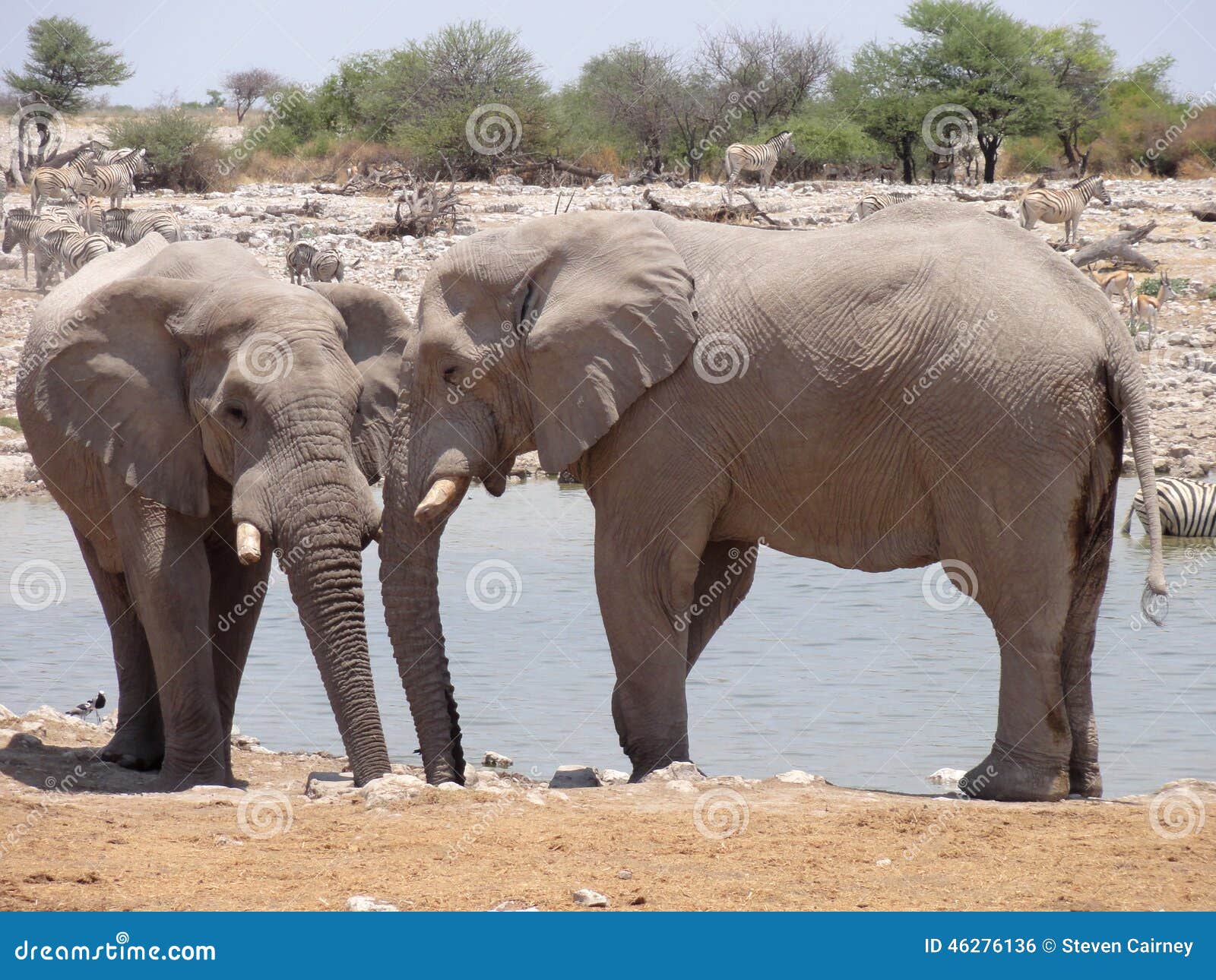 Elephants at oasis stock photo. Image of watering, elephants - 46276136