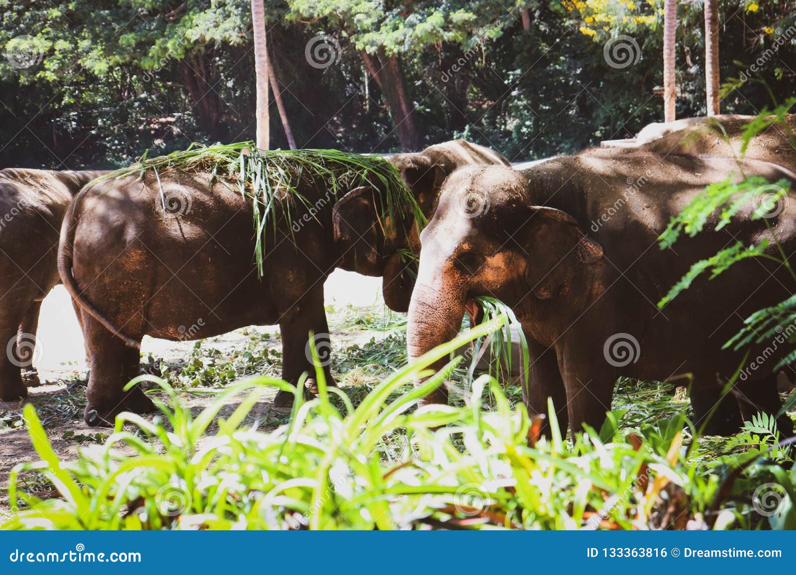 Elephant stock photo. Image of park, animals, elephants - 133363816