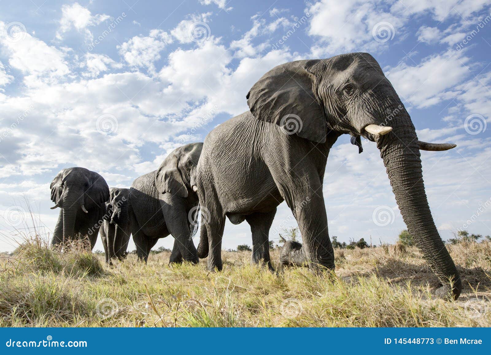 Elephants Passing the Camera. Stock Image - Image of desert, halali ...