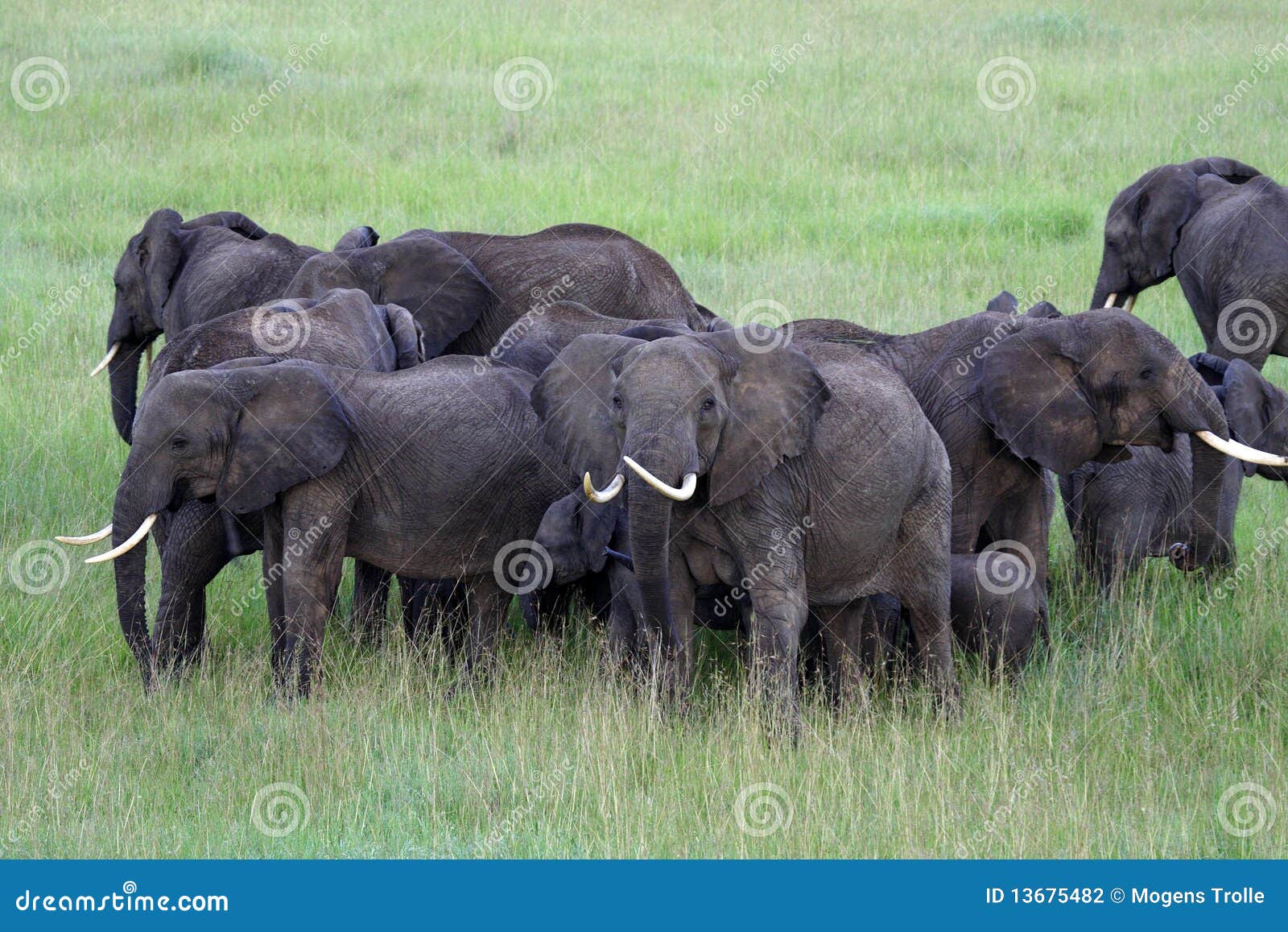 Elephants Photographed from the Air Stock Photo - Image of africa ...