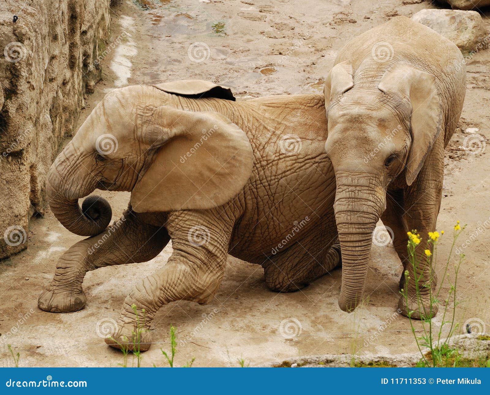 Elephants playing stock image. Image of wildlife, frisky - 11711353