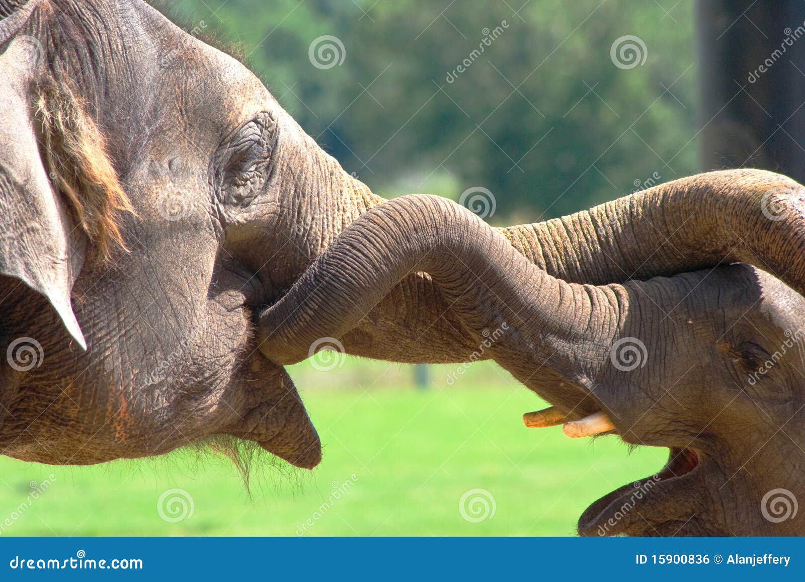 Elephants Playing stock photo. Image of herbivours, mammals - 15900836