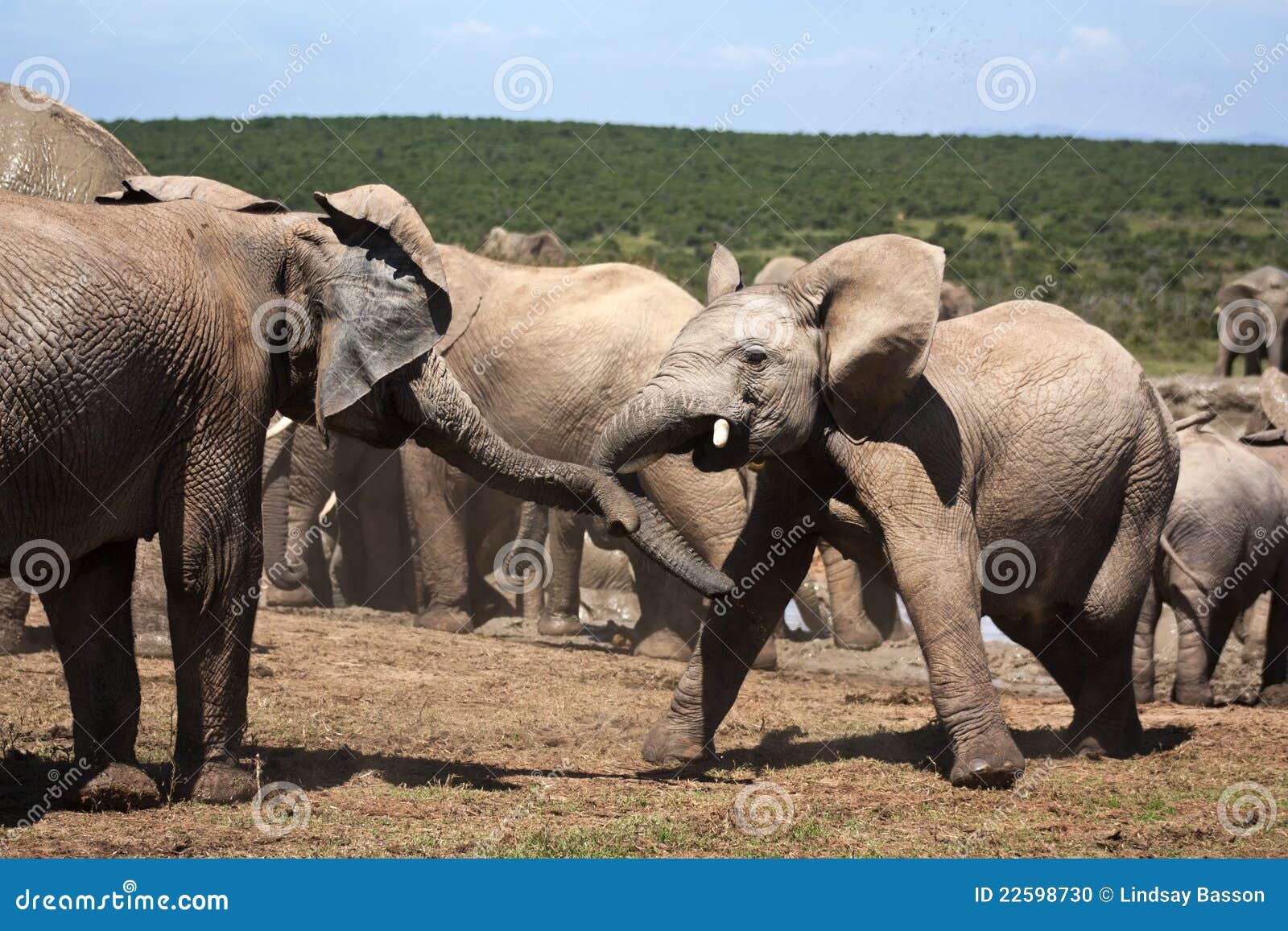 Elephants Playing stock photo. Image of playing, male - 22598730