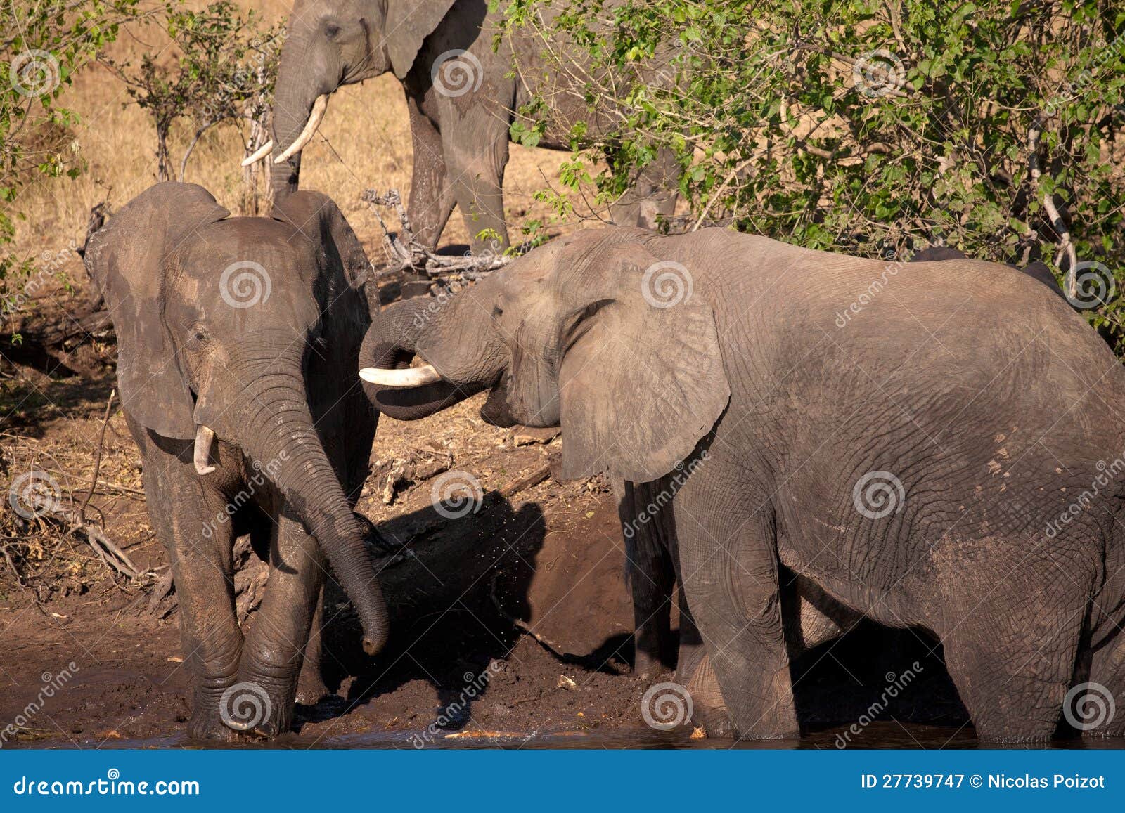 Elephants are playing stock image. Image of water, group - 27739747