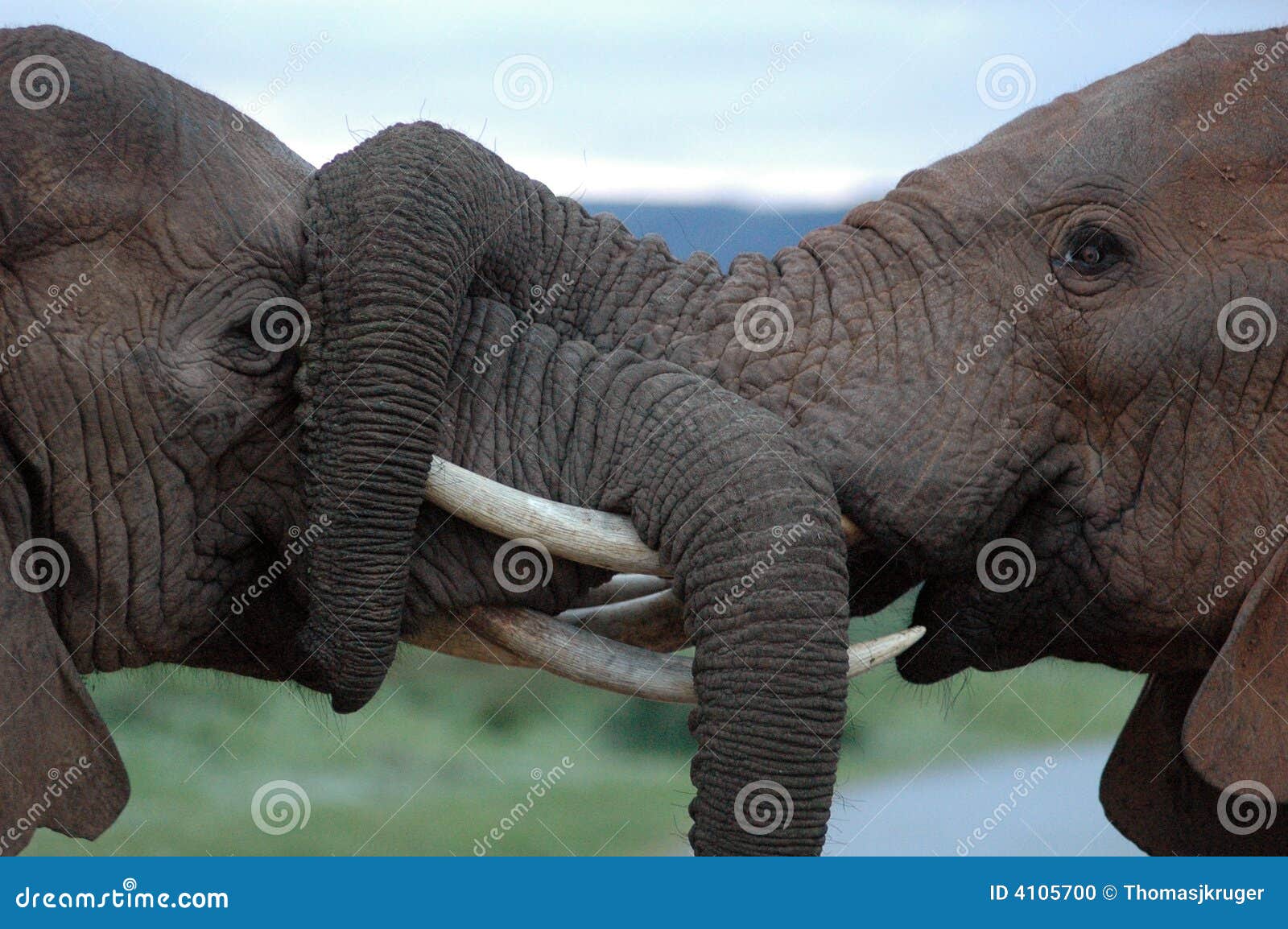 Elephants playing stock photo. Image of wildlife, playing - 4105700