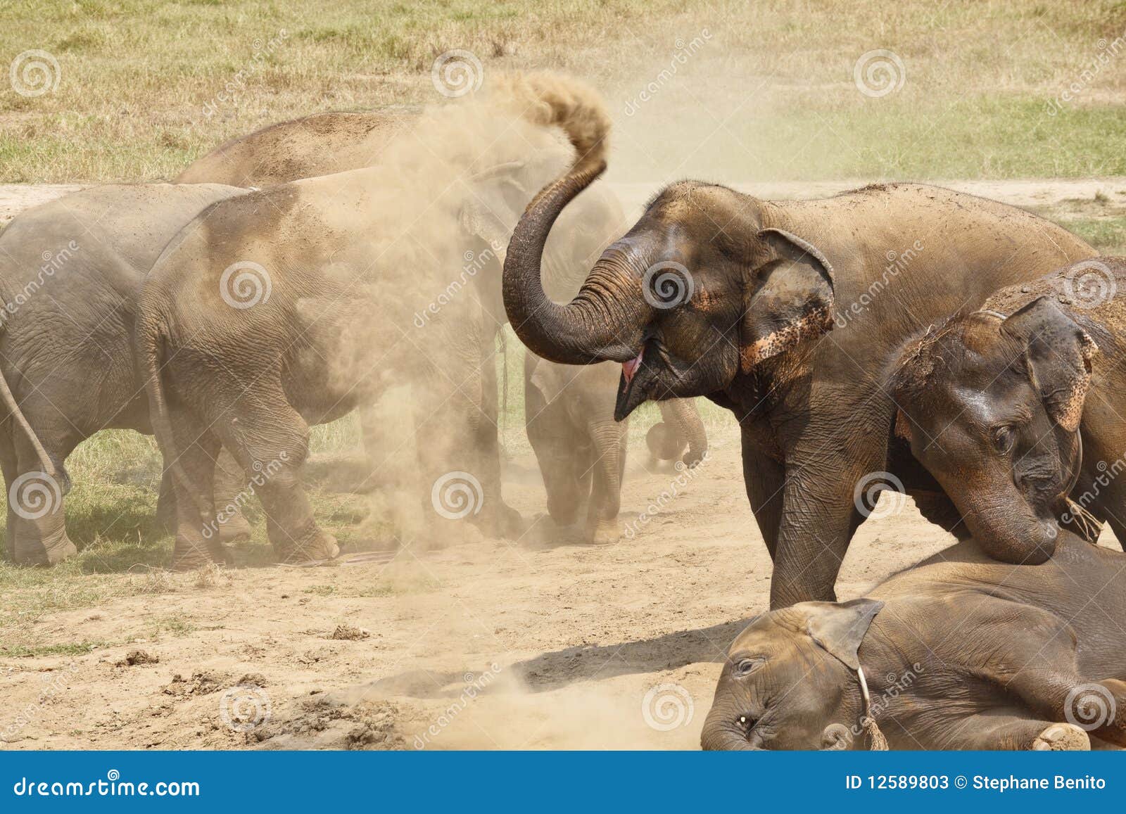 Elephants Playing in the Dust. Stock Image - Image of elephant, group ...