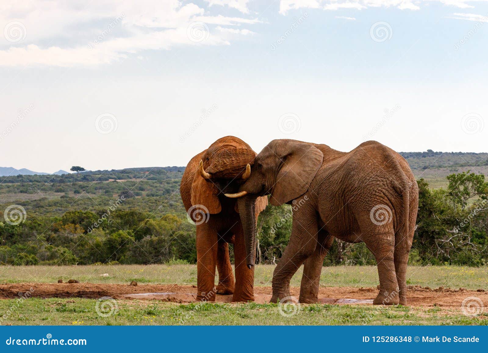 Elephants Playing with Their Trunks Stock Photo - Image of south, tusk ...