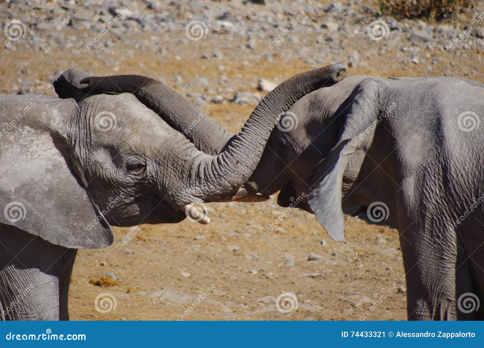 Two Elephants Playing With Each Other. Zambia. Lower Zambezi National ...