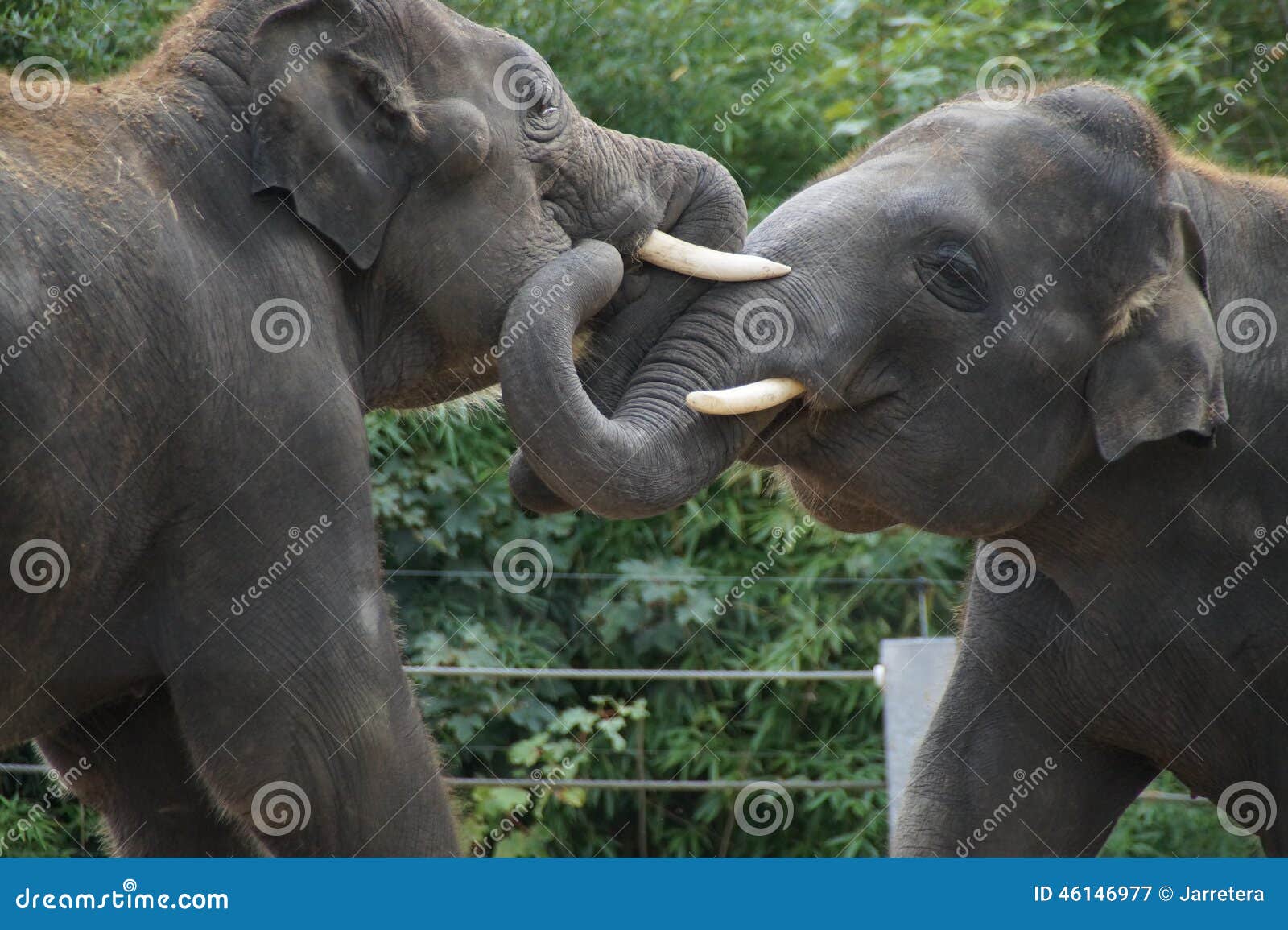 Elephants playing stock image. Image of africa, safari - 46146977