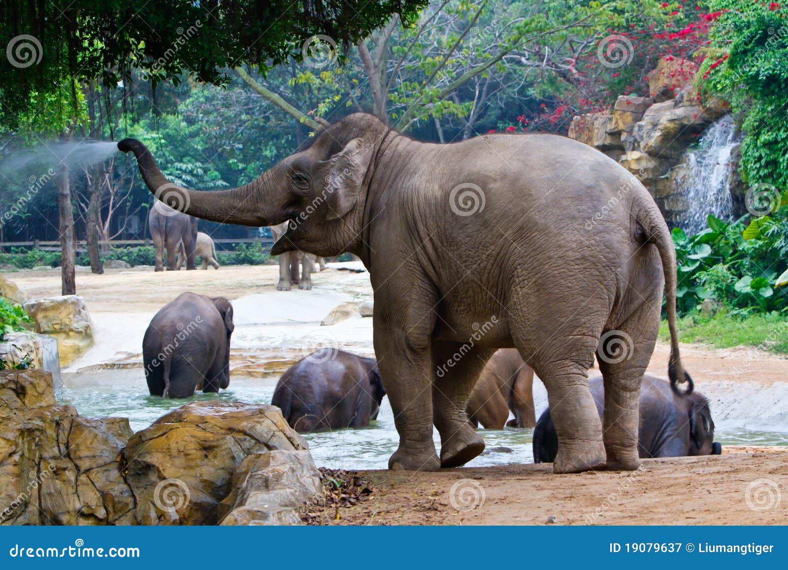 Elephants playing water stock image. Image of play, water - 19079637