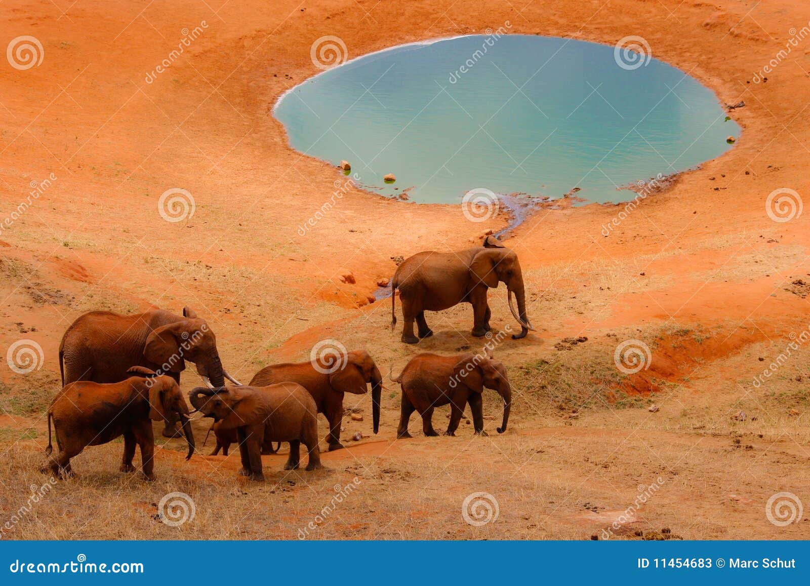 Elephants by the Pool stock image. Image of large, pool - 11454683