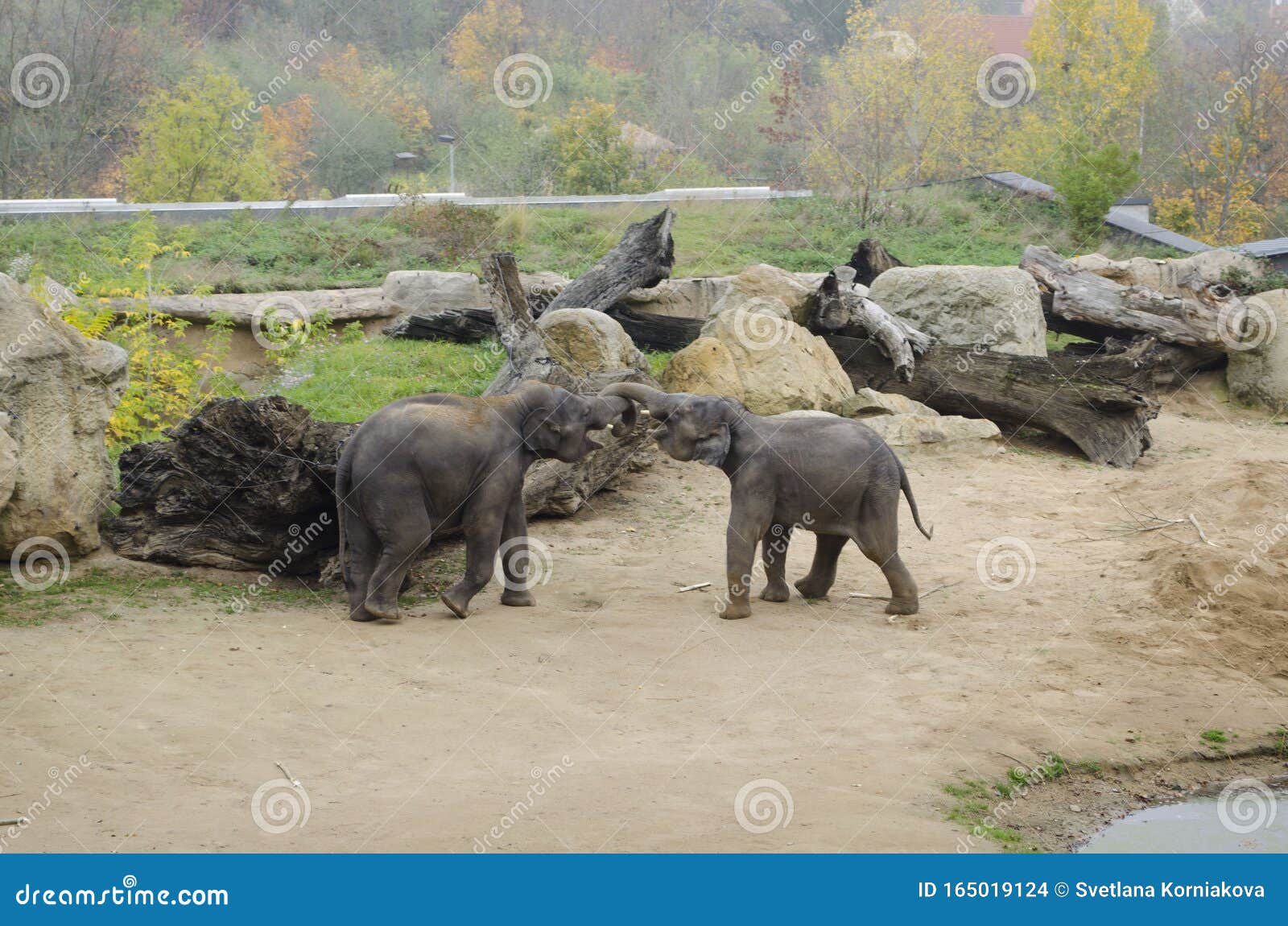 Elephants in the Prague Zoo Czech Republic Stock Photo - Image of ...