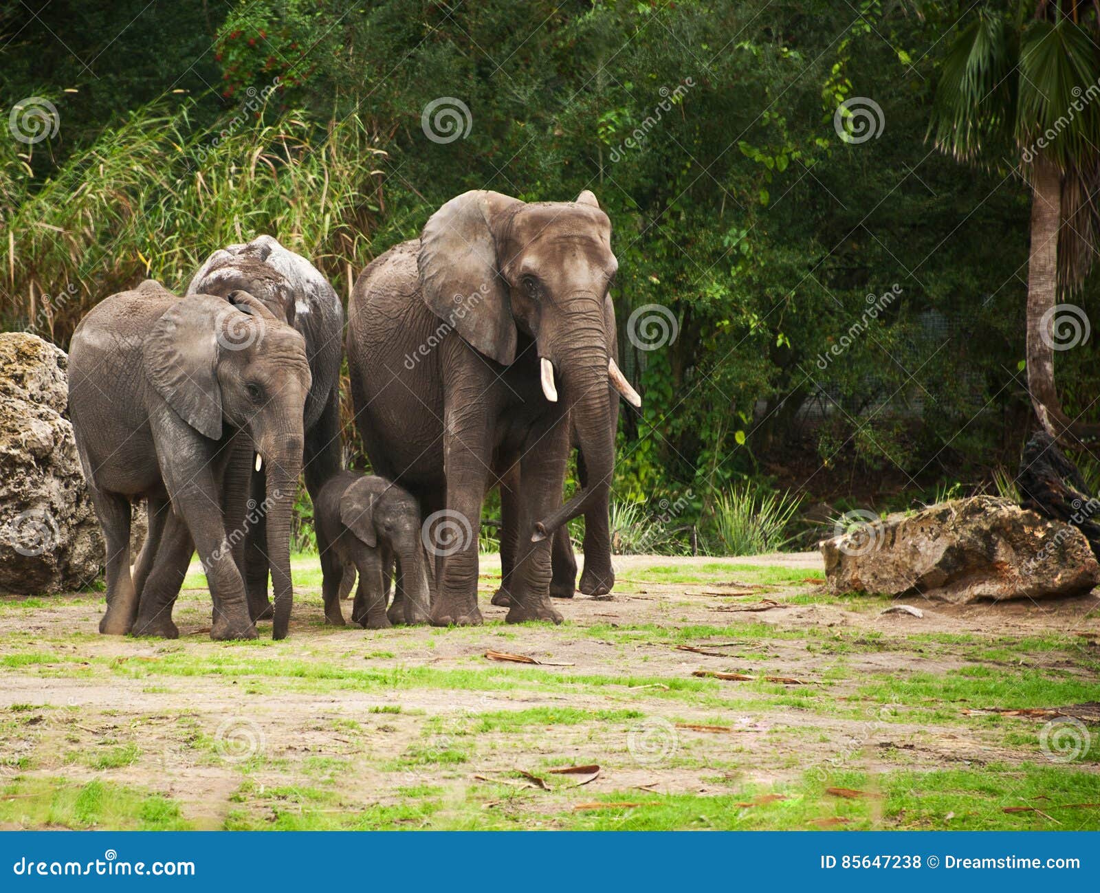 Elephants protecting baby stock photo. Image of elephants - 85647238