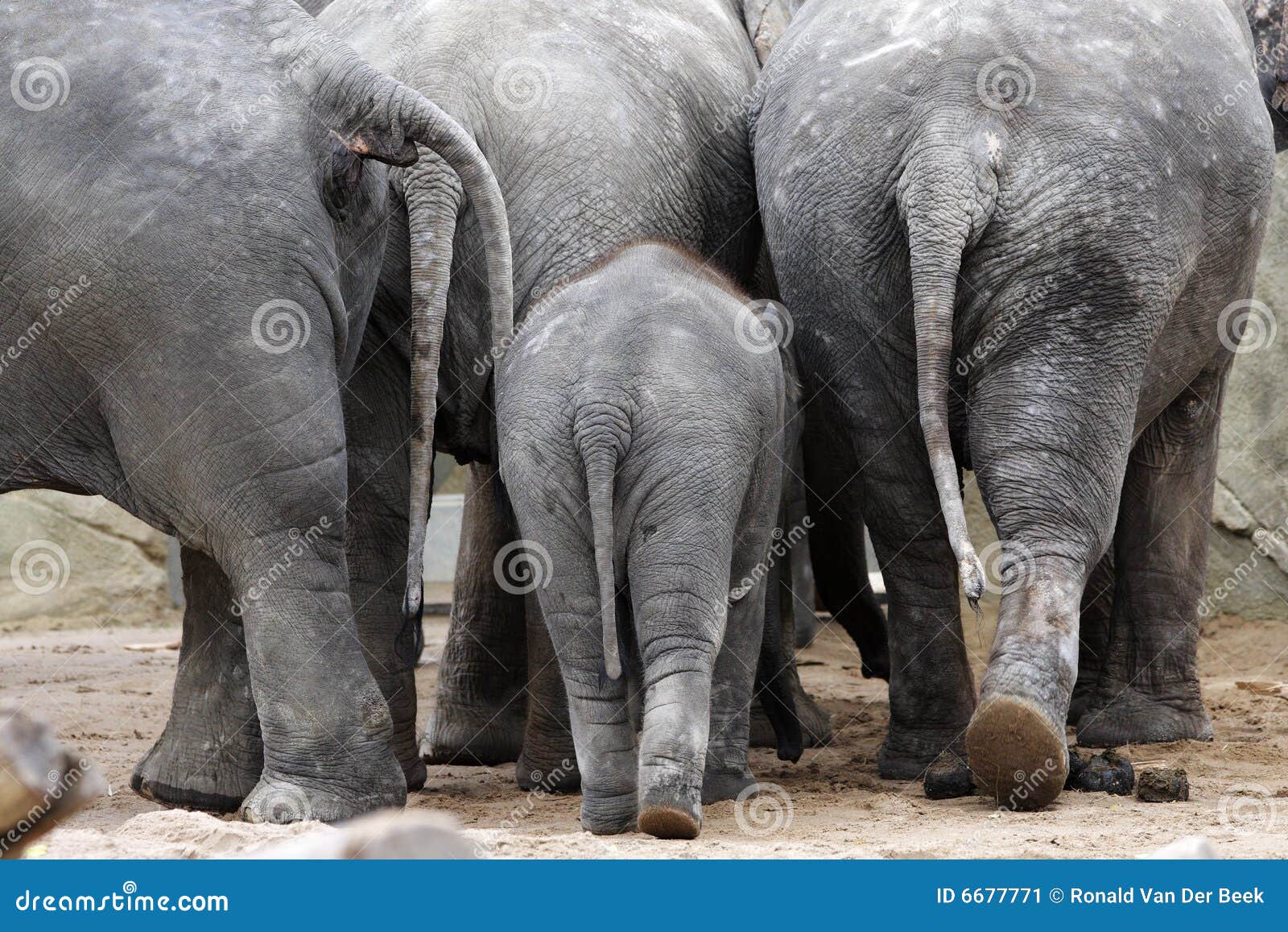 Elephants from the rear stock image. Image of dangerous - 6677771