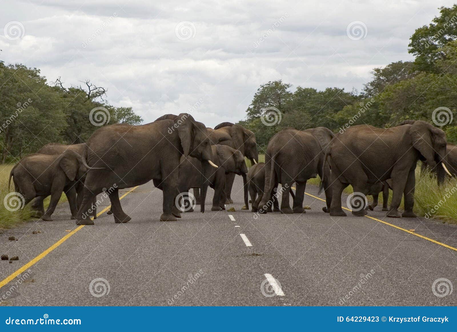 Elephants on the road stock image. Image of bulk, elephant - 64229423