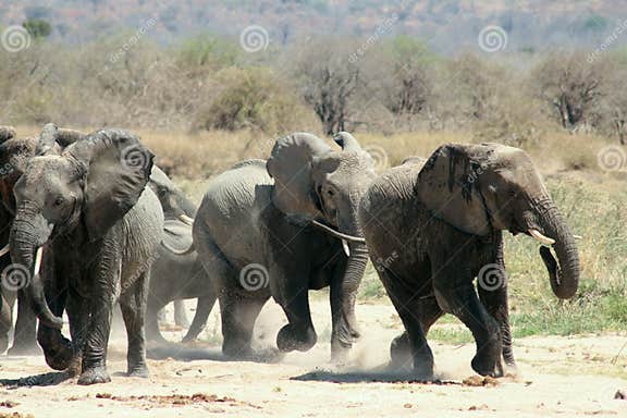 Elephants Run stock photo. Image of creature, race, huge - 23135456