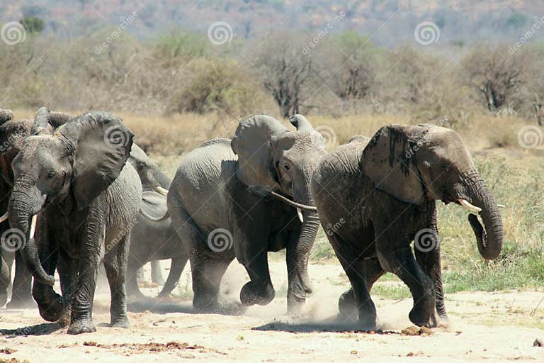 Elephants Run stock photo. Image of creature, race, huge - 23135456