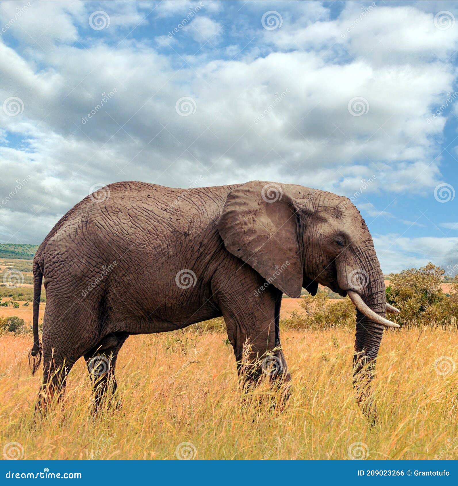 Kenyan elephant stock photo. Image of sunset, tourism - 209023266