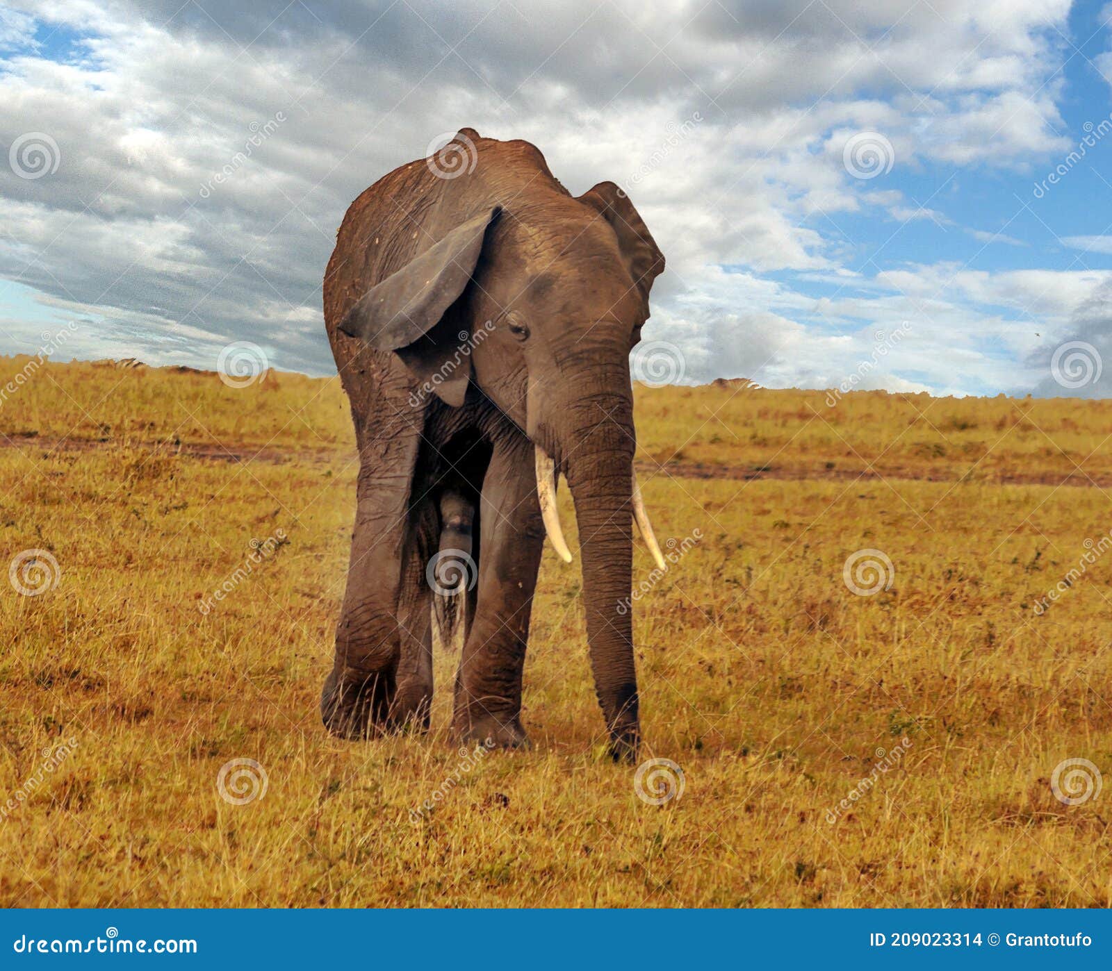 Kenyan elephant stock photo. Image of large, savanna - 209023314