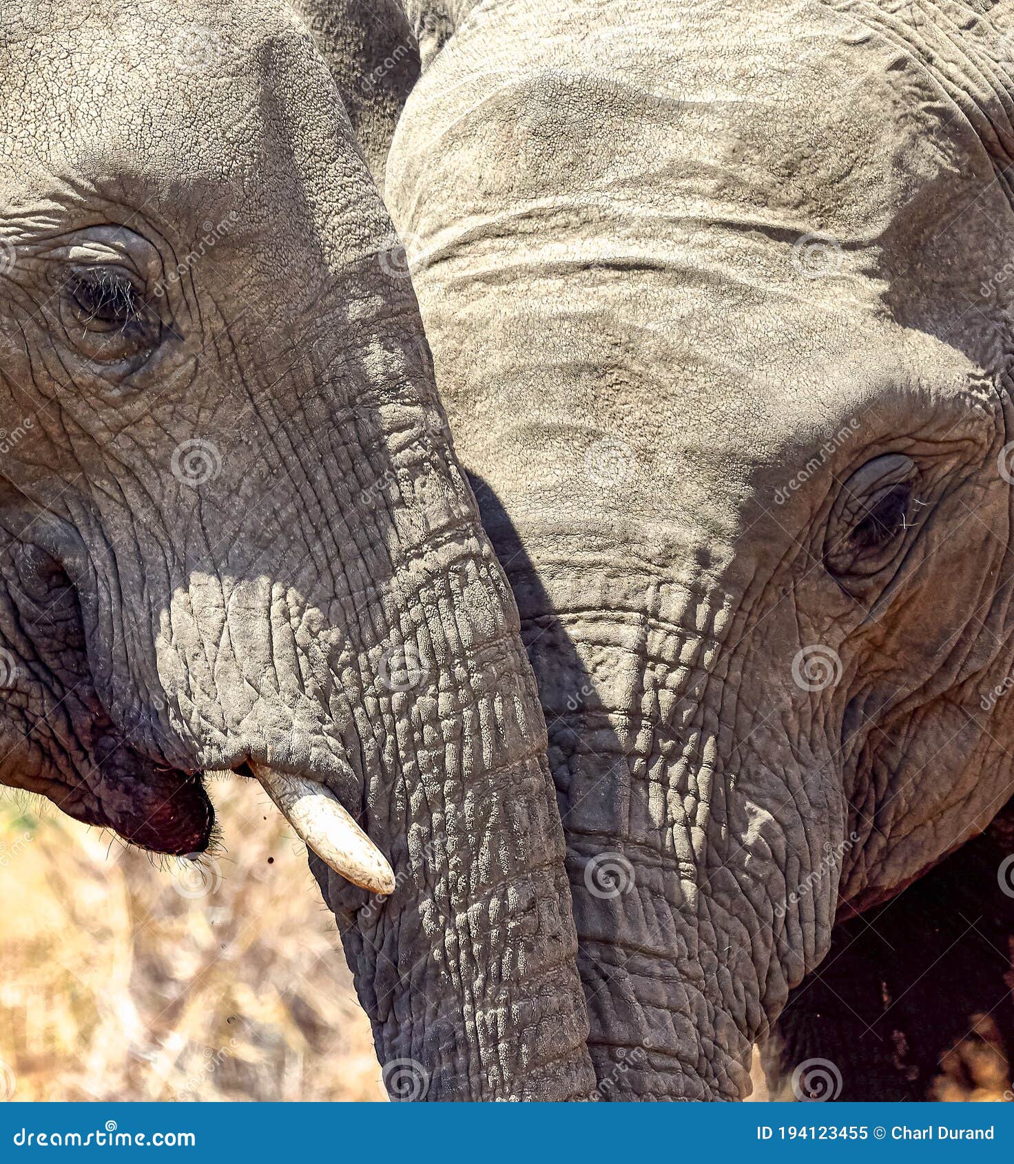Two African Elephants Close Together Stock Image - Image of elephants ...