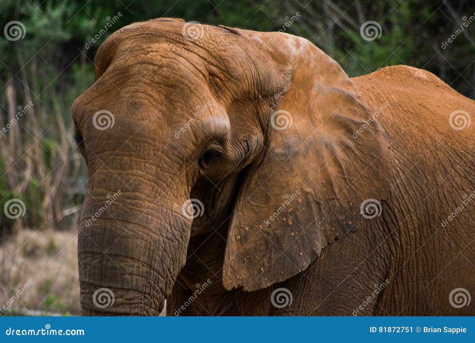 Elephants stock image. Image of park, skin, animal, rough - 81872751