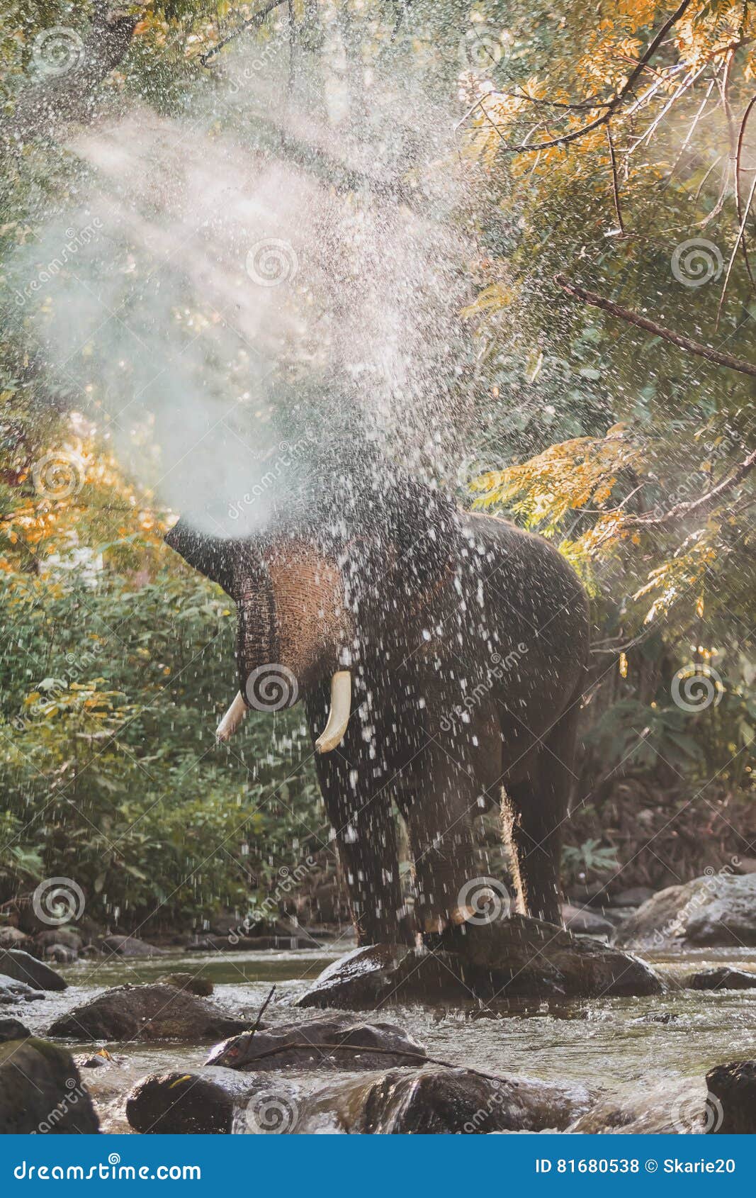Elephants Spraying Water in the Stream Stock Photo - Image of blurry ...
