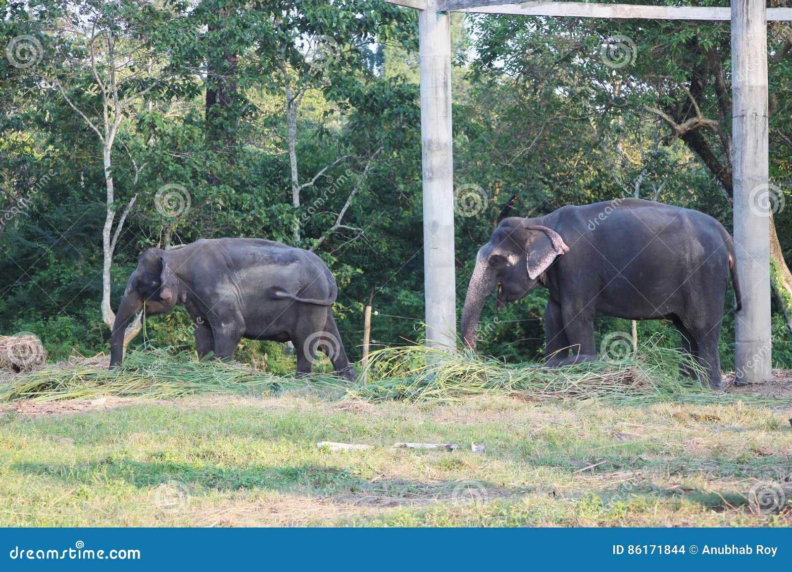 Elephants in a stable. stock photo. Image of aged, look - 86171844