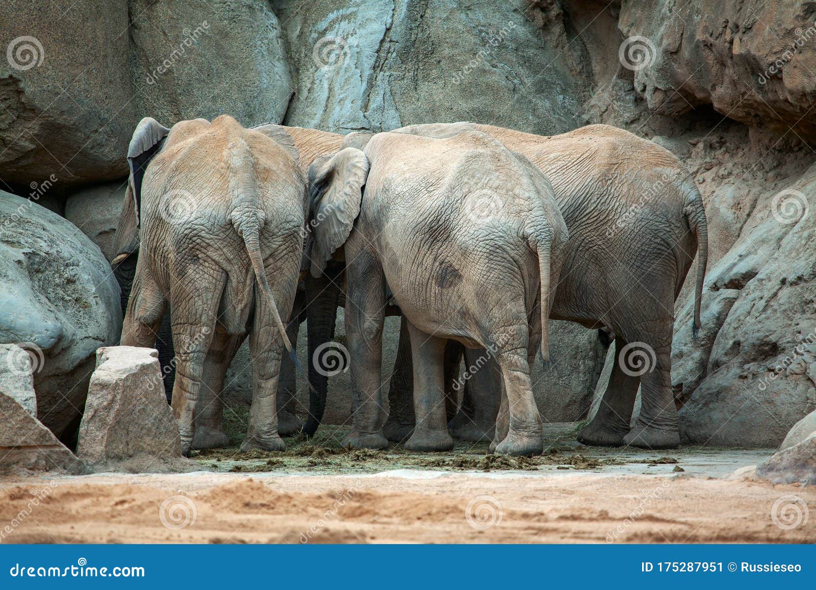 Elephants back view stock image. Image of african, africa - 175287951