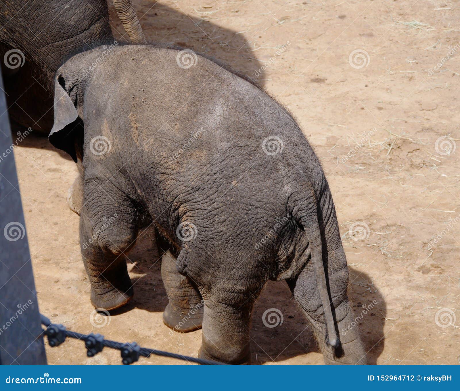 Elephants, standing up stock photo. Image of national - 152964712
