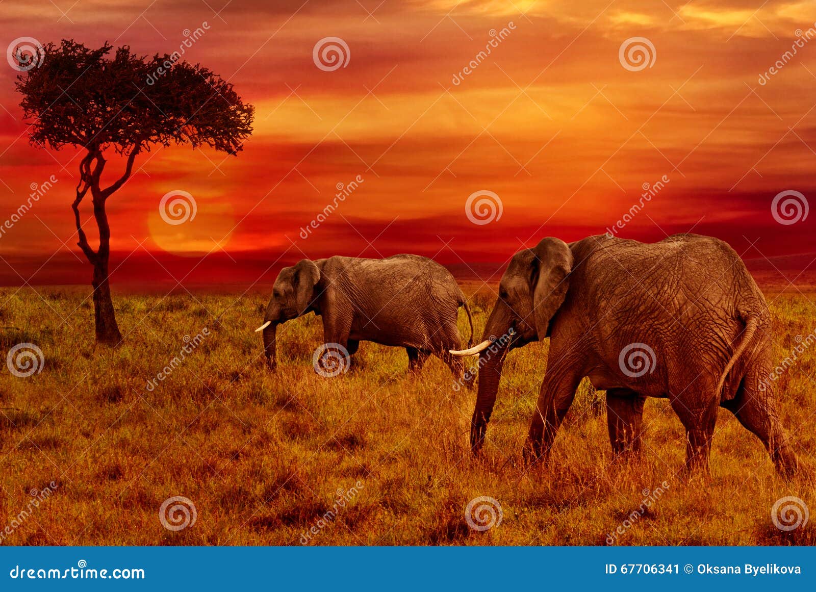 Elephants at Sunset Background Stock Image - Image of grass, serene ...